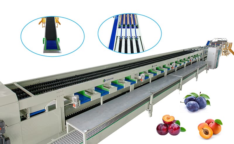 How to quickly sort fresh plums by weight